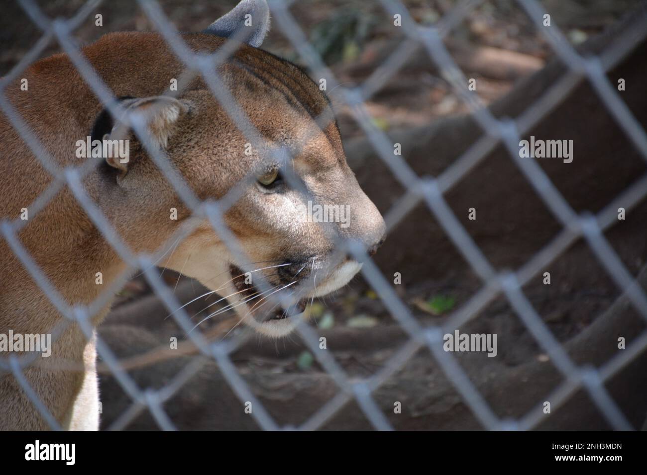 Puma behind wire fence enclosure in Costa Rica Stock Photo - Alamy