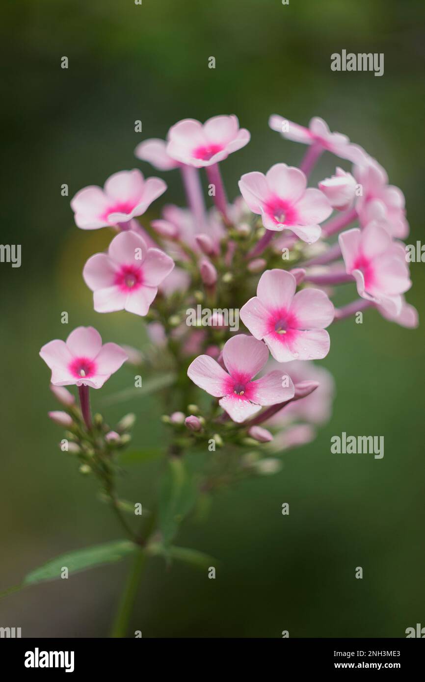 Pink phlox flowers in a garden Stock Photo - Alamy