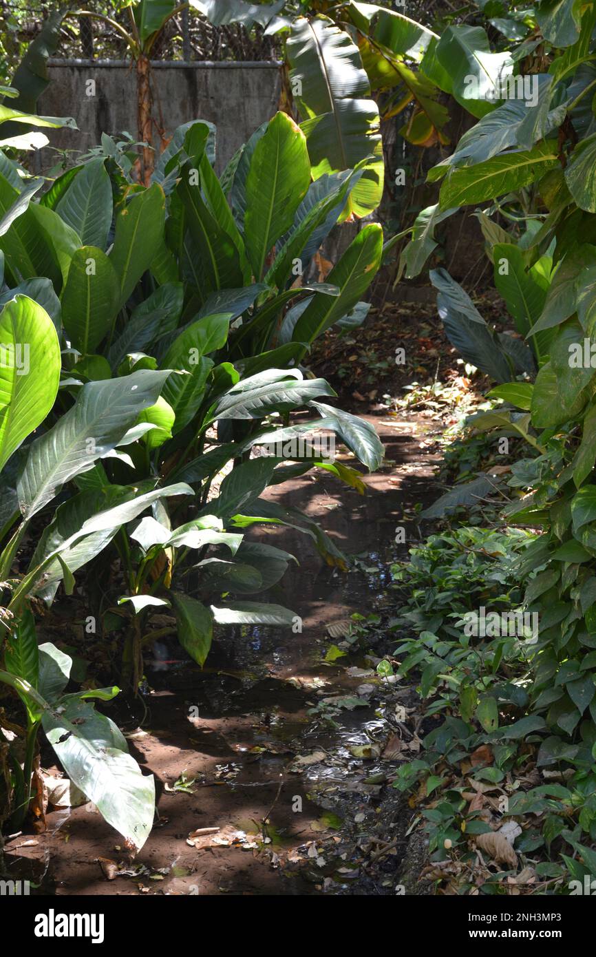 Backlit tropical vegetation in Costa Rican jungle Stock Photo - Alamy