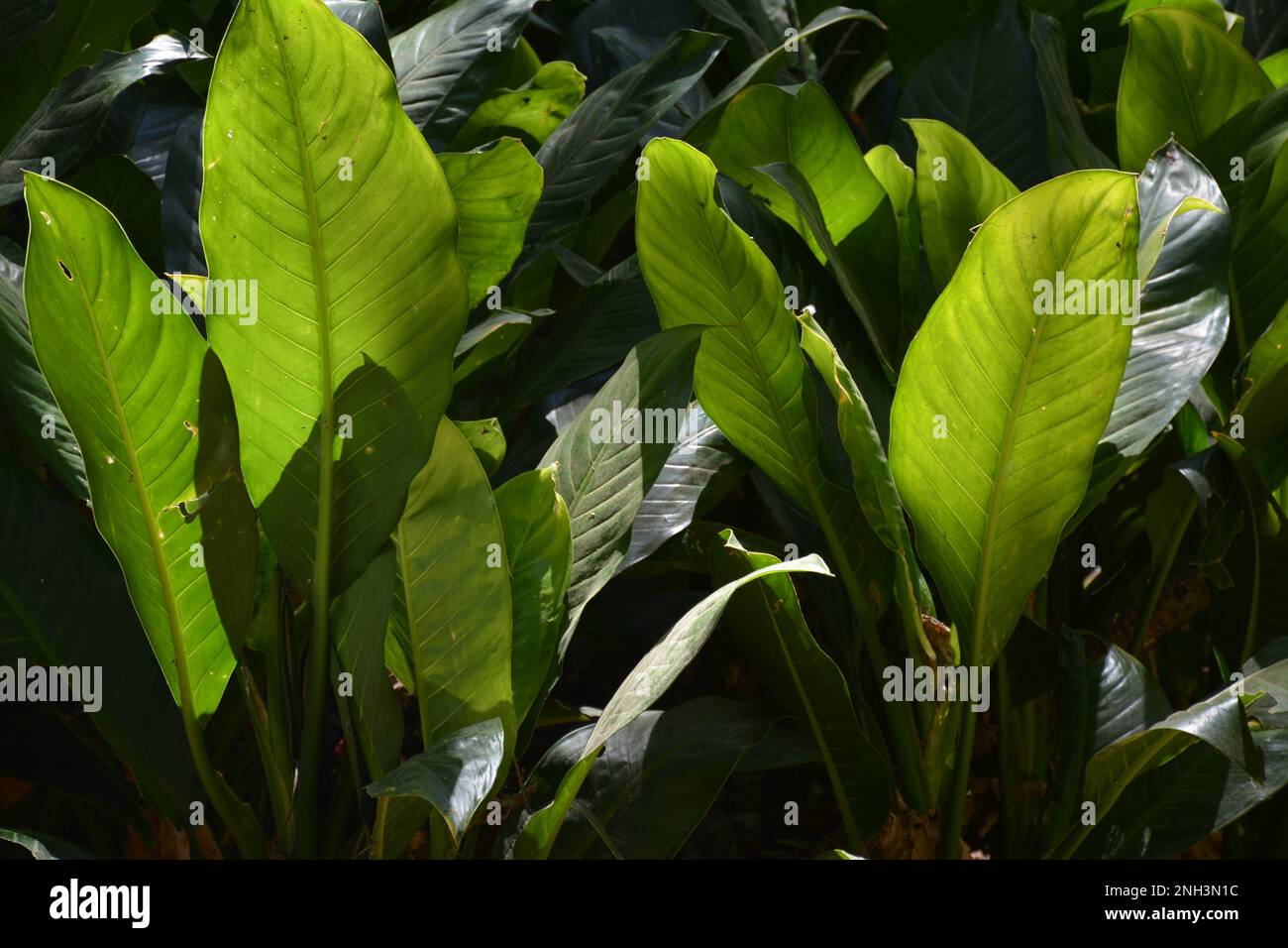 Backlit tropical vegetation in Costa Rican jungle Stock Photo - Alamy