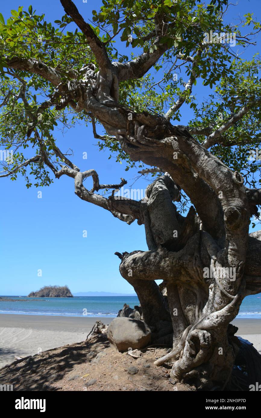 Gnarly old tree with many branches and roots at Playa de Coco, Costa ...