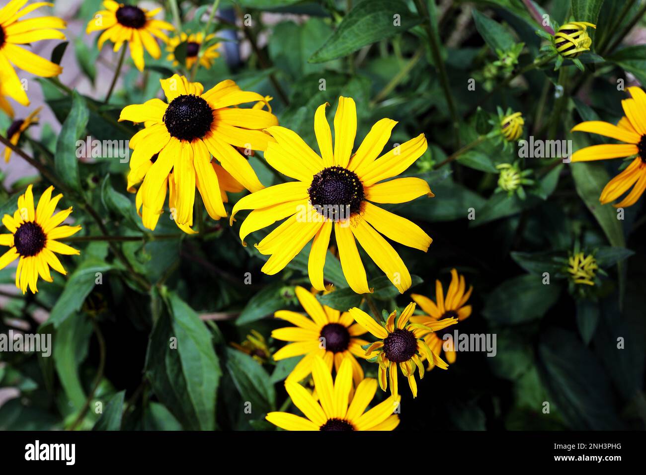 Black eyed Susans Stock Photo - Alamy