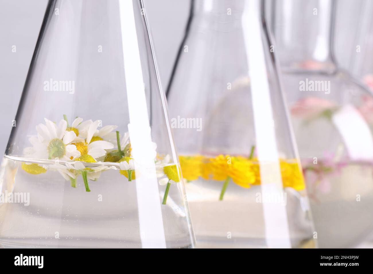 Laboratory glassware with different flowers, closeup. Essential oil ...
