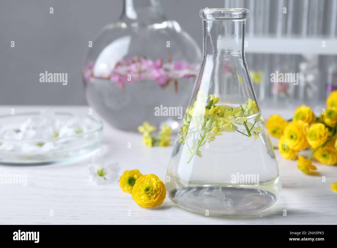 Laboratory glassware with flowers, focus on flask. Extracting essential ...