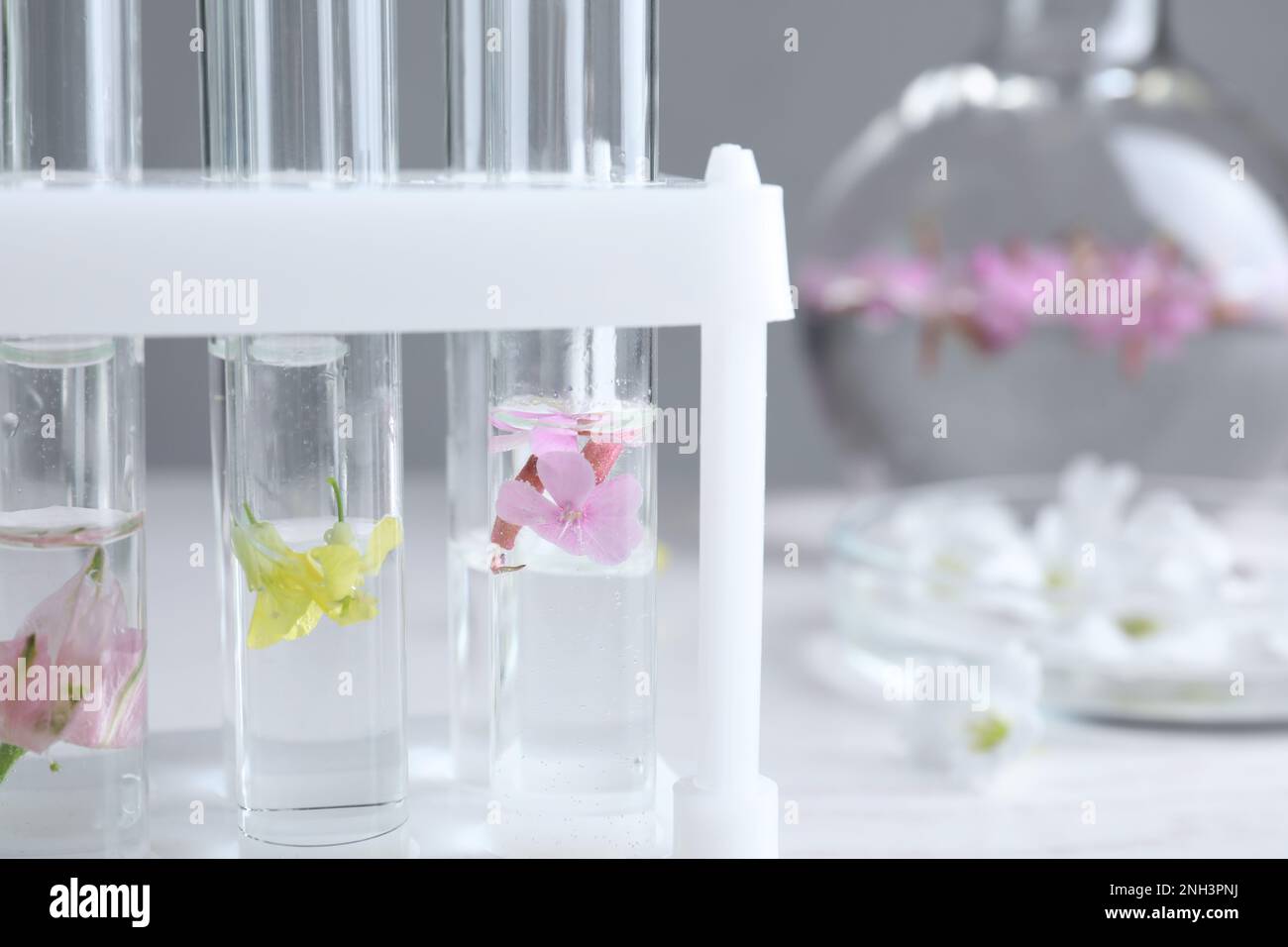Test tubes with flowers in laboratory, closeup. Extracting essential ...