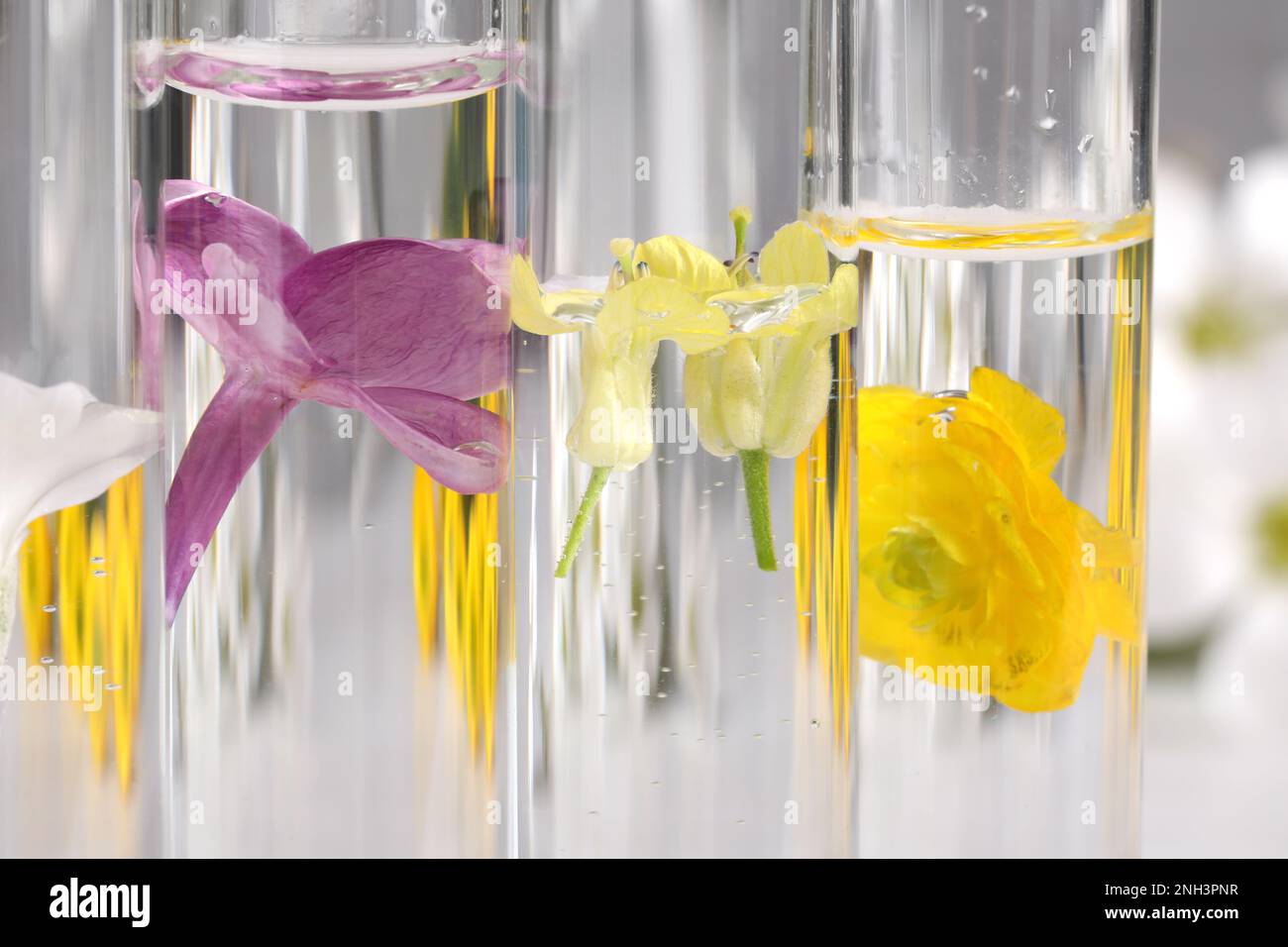 Test tubes with different flowers, closeup. Essential oil extraction ...
