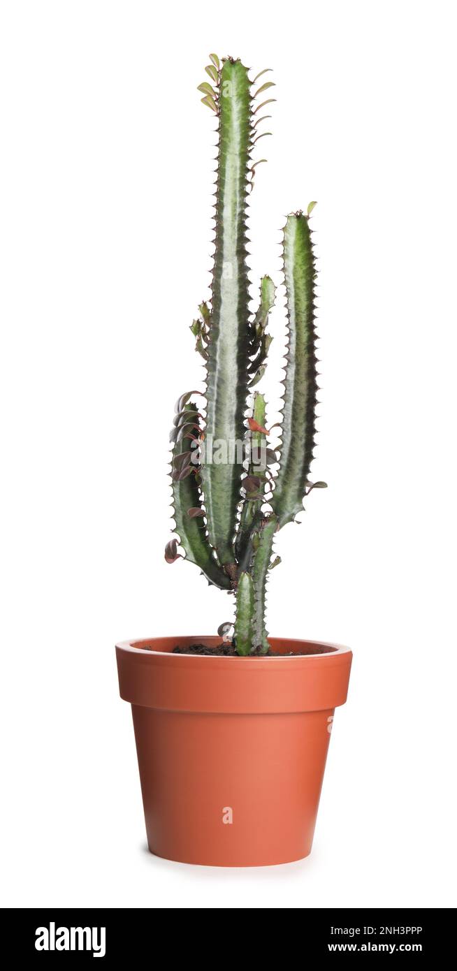 Beautiful cactus in pot Cut Out Stock Images & Pictures - Alamy