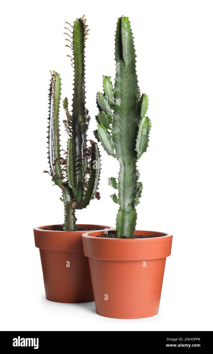 Cacti pots Cut Out Stock Images & Pictures - Alamy