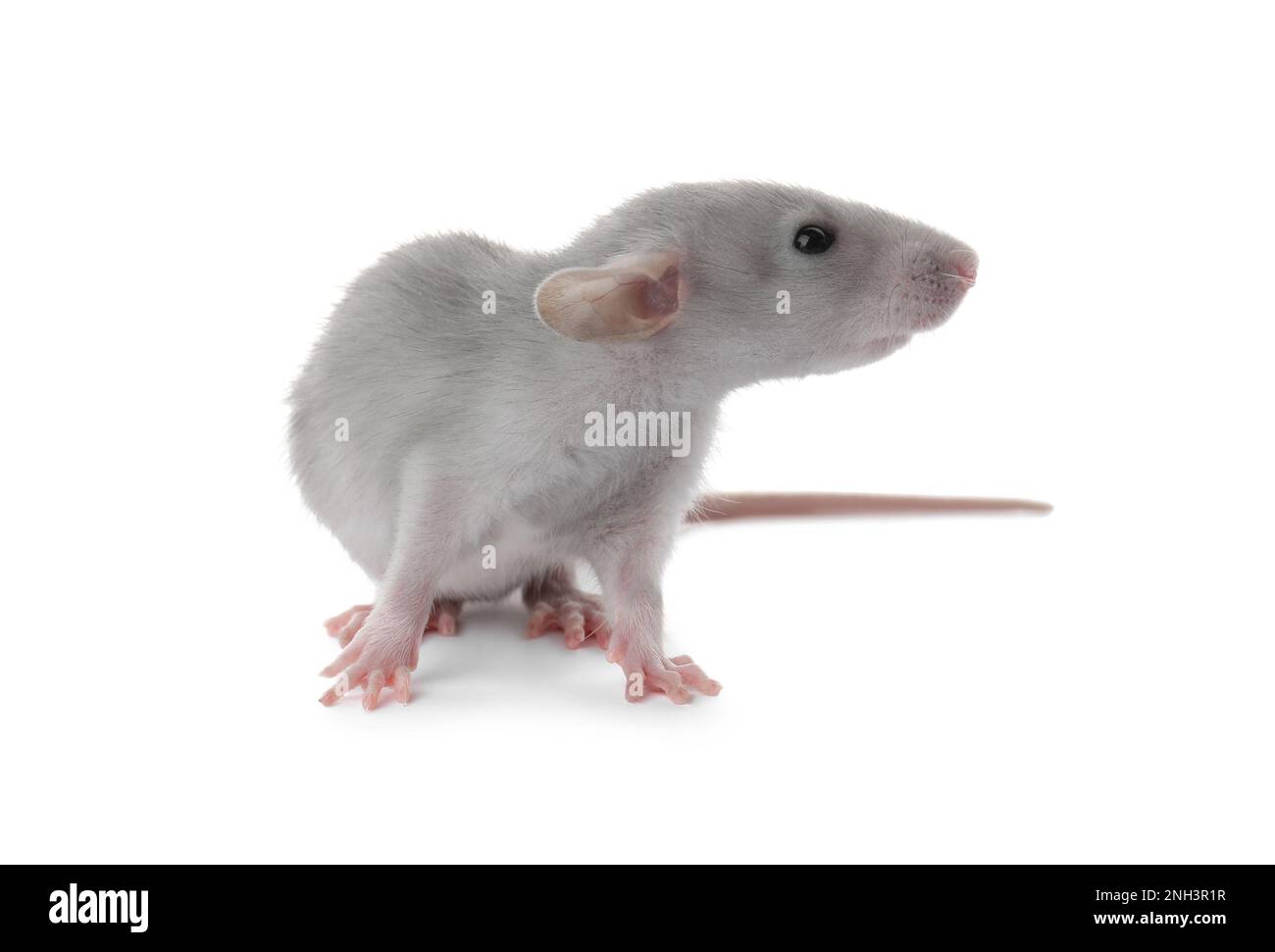 Small fluffy grey rat on white background Stock Photo - Alamy