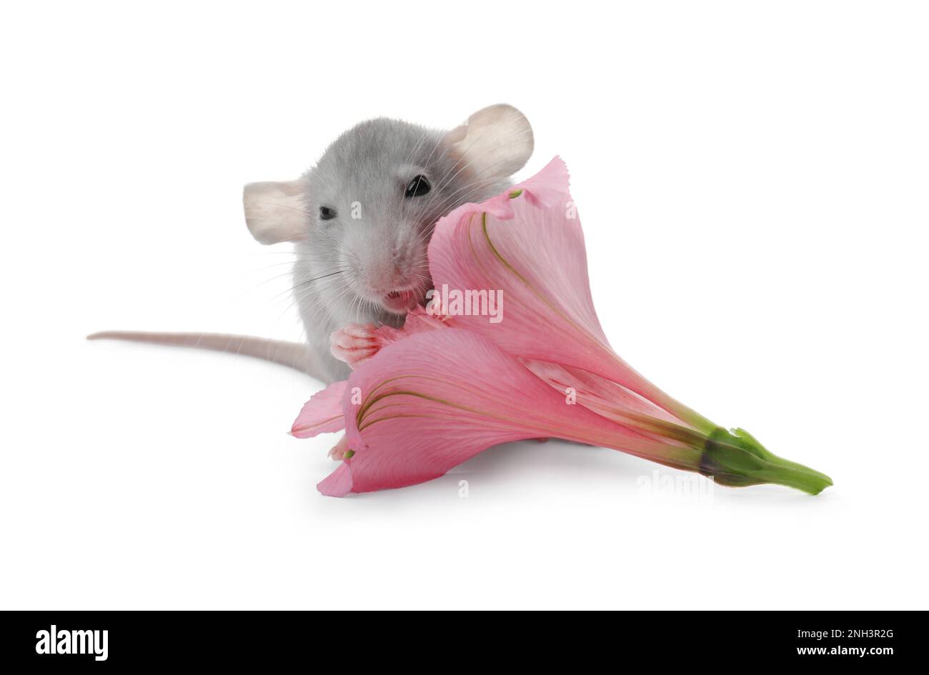 Small grey rat with flower on white background Stock Photo - Alamy