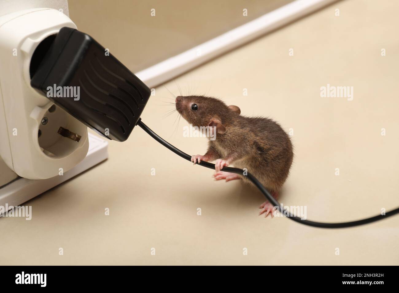Rodent electricity hi-res stock photography and images - Alamy