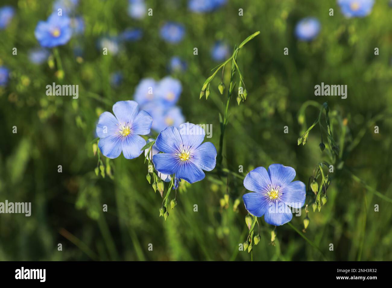 Flax plants hi-res stock photography and images - Alamy