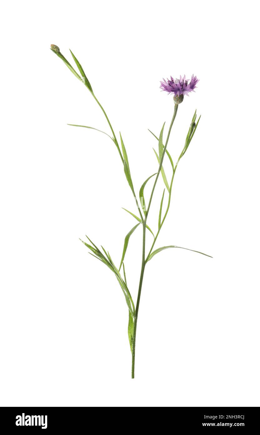 Beautiful purple cornflower isolated on white. Meadow plant Stock Photo ...
