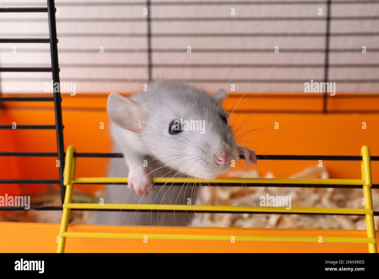Cute light grey rat escaping cage, closeup Stock Photo - Alamy