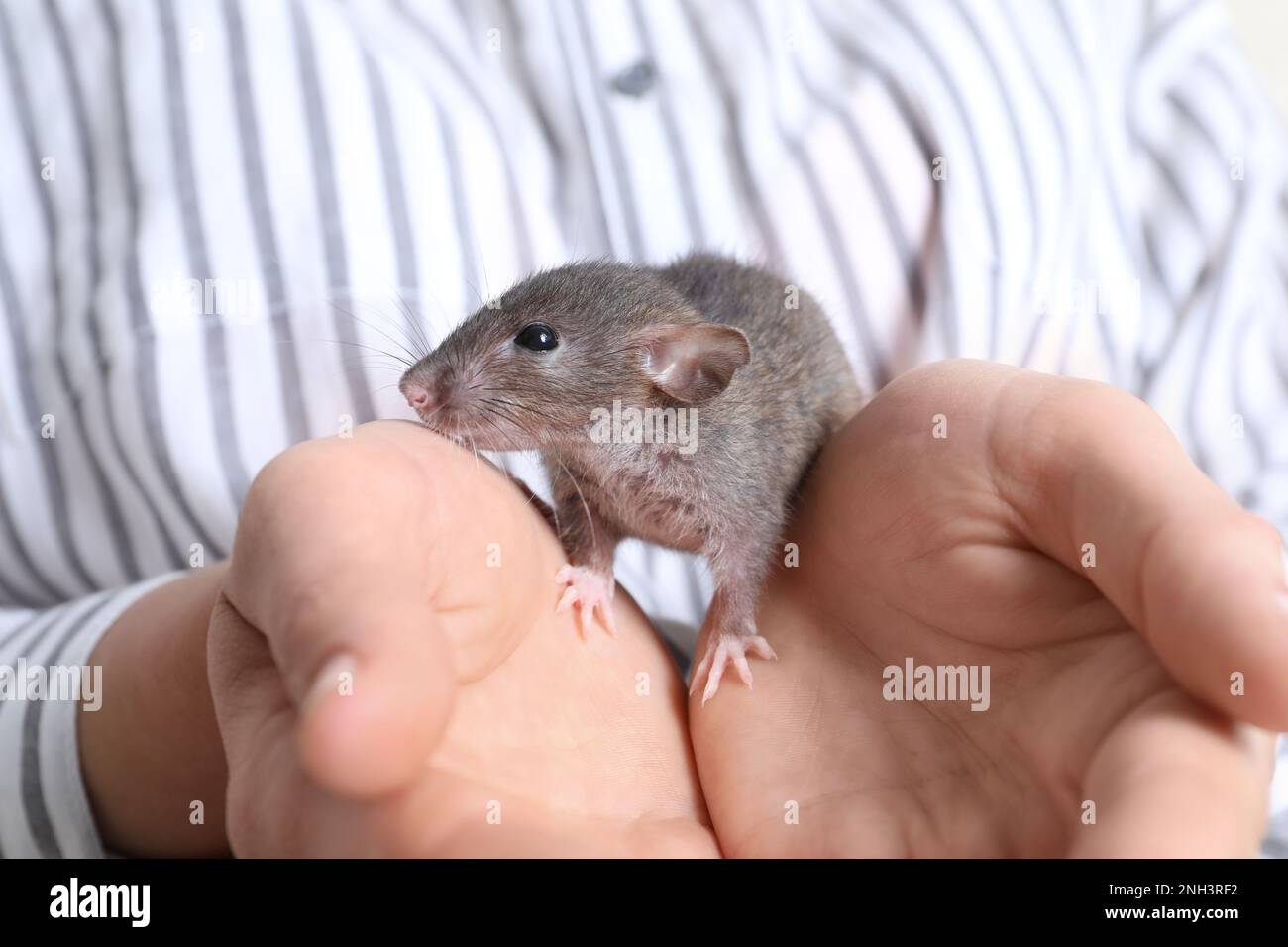 Woman holding cute small rat, closeup view Stock Photo - Alamy