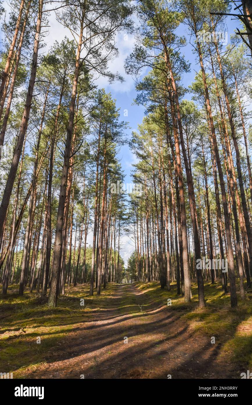 Forest landscape. The rays of the sun coming through the trees in the ...
