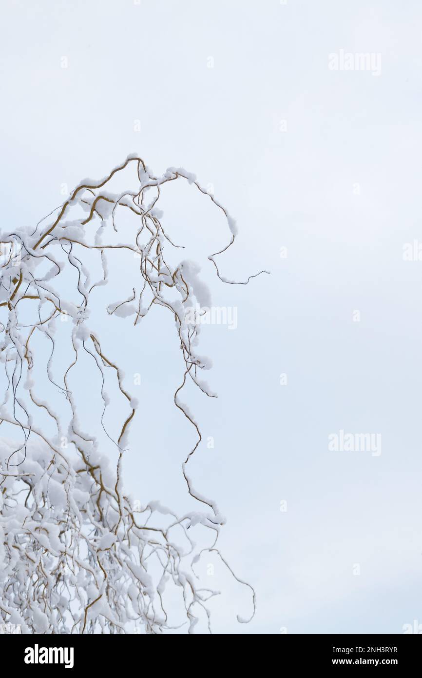 Snow covered branches of a curly willow tree Stock Photo - Alamy