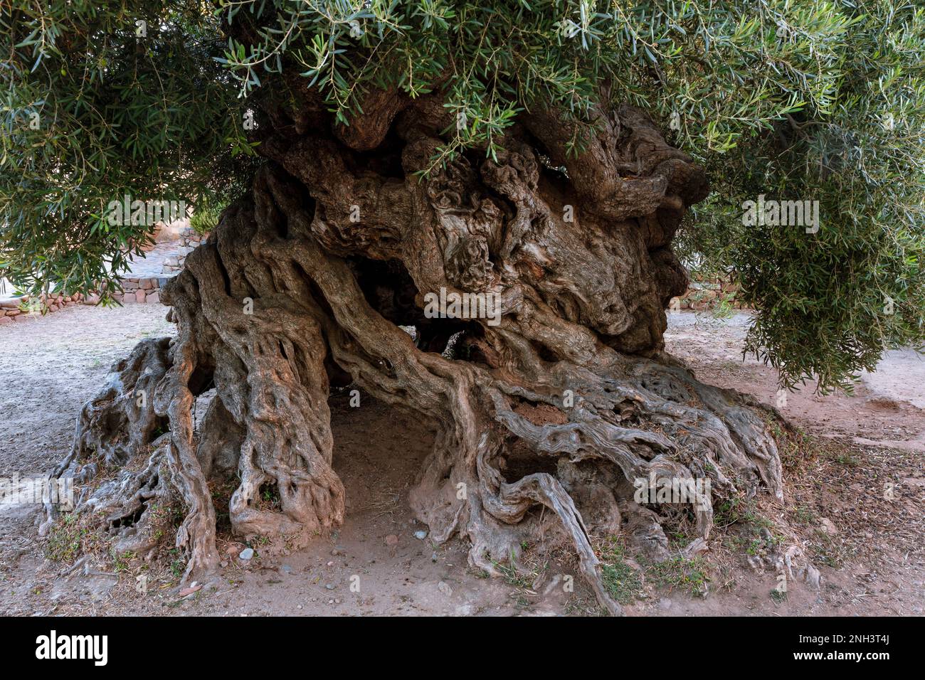 The oldest olive tree, Ano Vouves in Chania, Crete, Greece Stock Photo ...