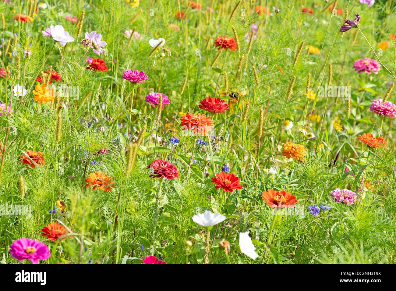 Flower meadow with great biodiversity Stock Photo - Alamy