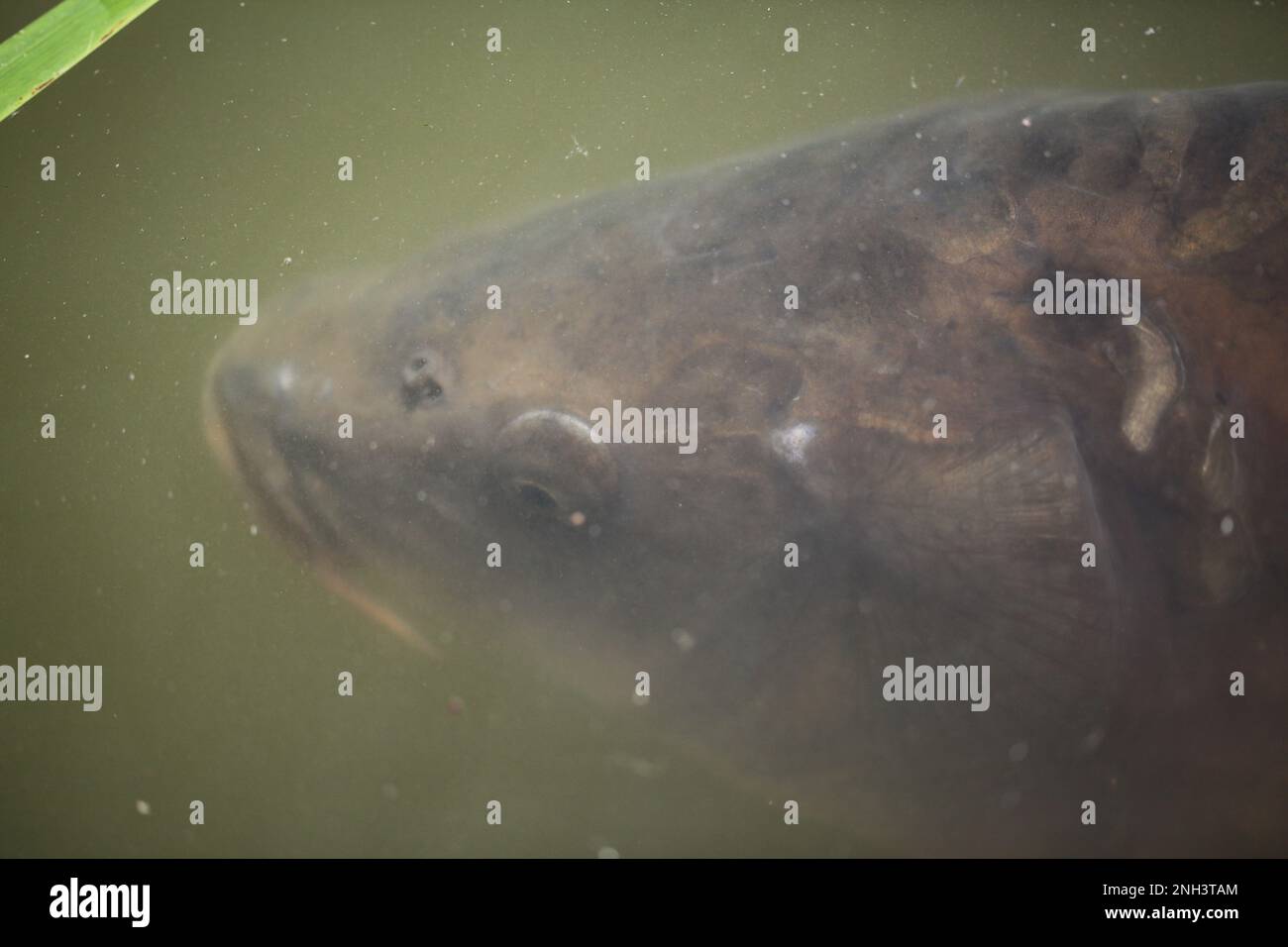 Underwater motif hi-res stock photography and images - Alamy