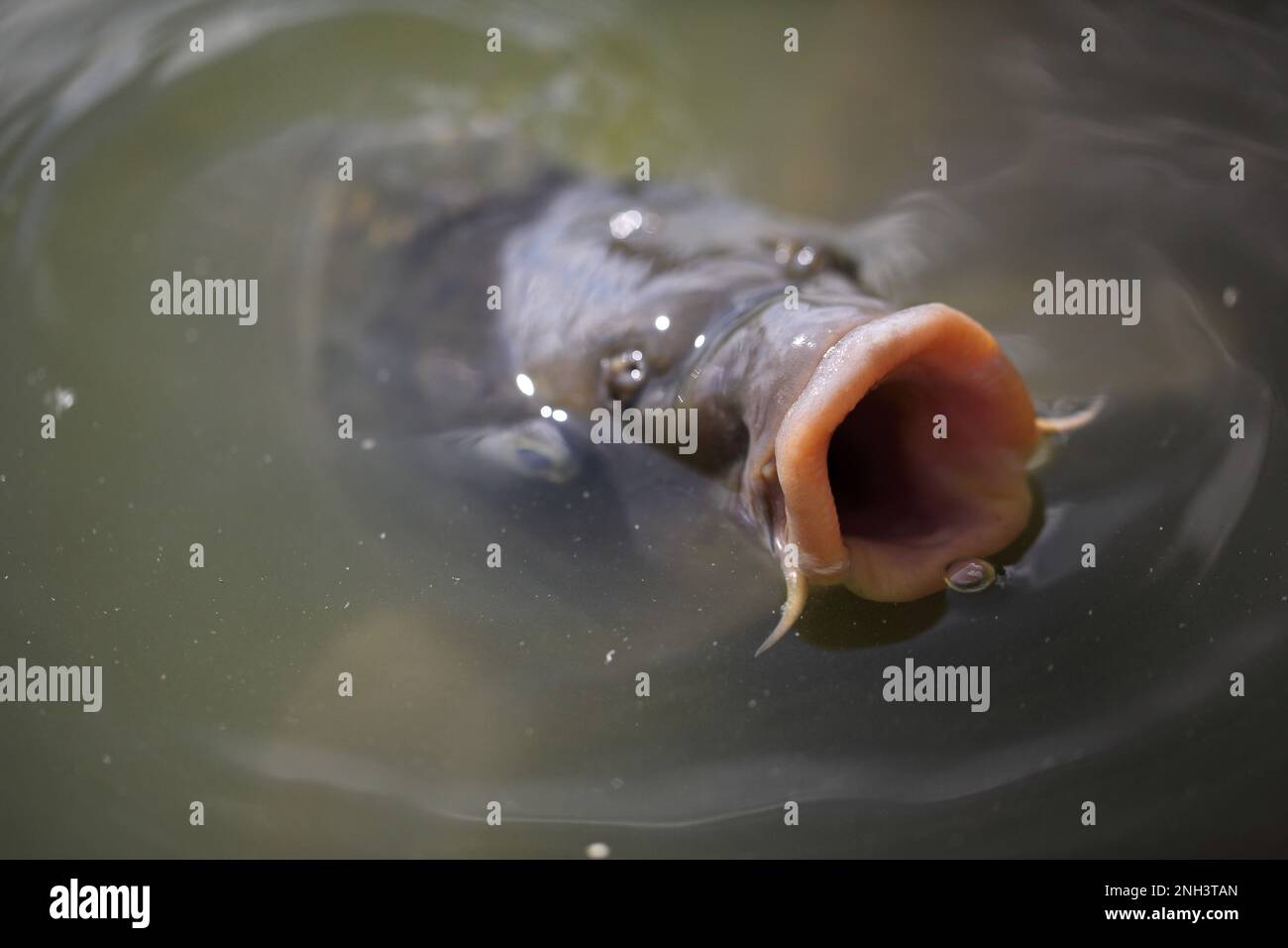 carp kiss at the water surface Stock Photo - Alamy