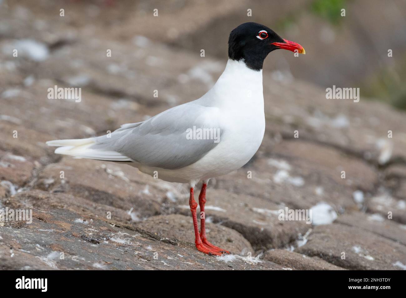 Mediterranean Gull, Larus melanocephalus Stock Photo - Alamy