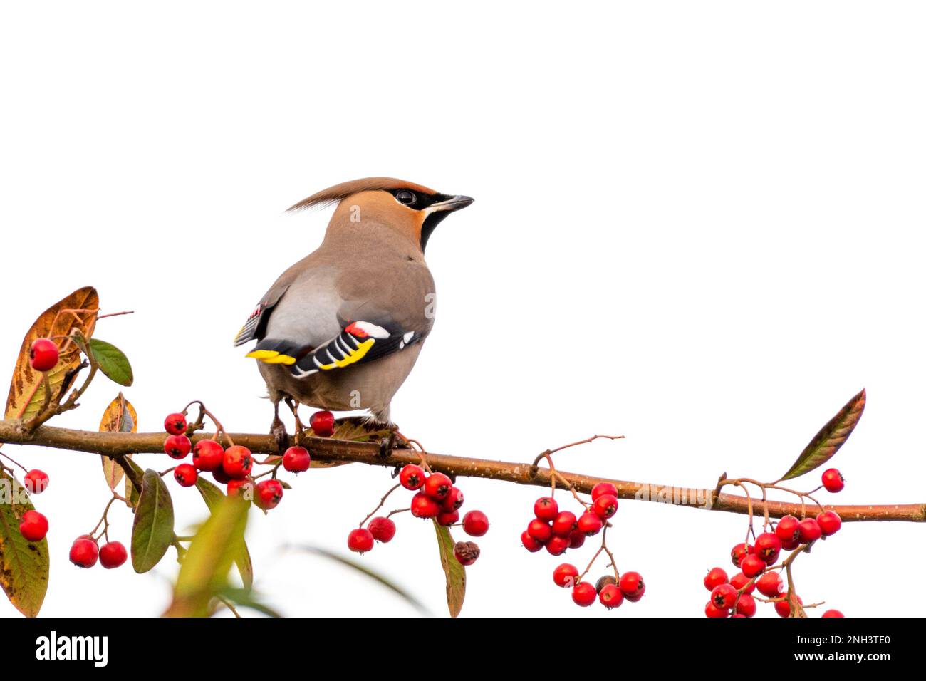 Waxwing bird perched on a berry bush in England, UK. Isolated, white ...