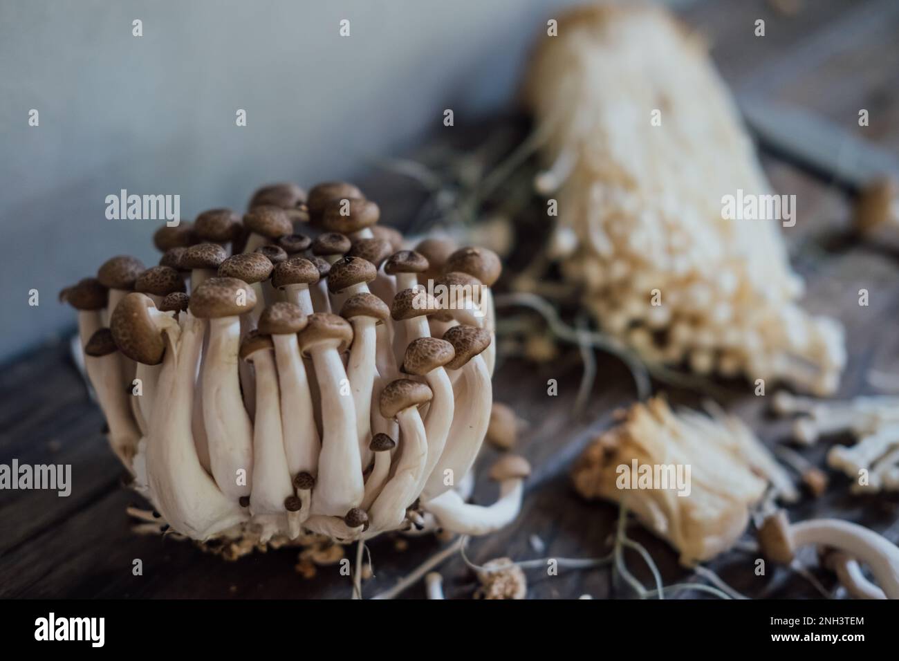 Mycelium based hi-res stock photography and images - Alamy