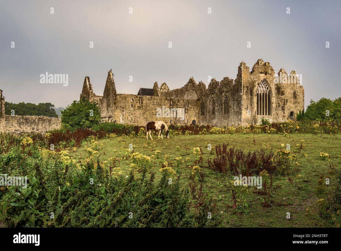 Ruins of Askeaton Franciscan Friary on River Deel in Askeaton, co ...