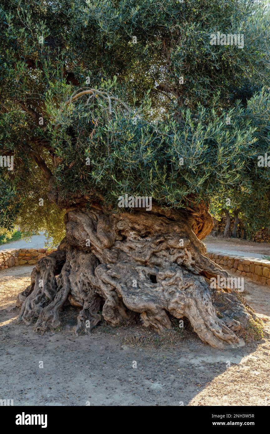 The oldest olive tree, Ano Vouves in Chania, Crete, Greece Stock Photo ...