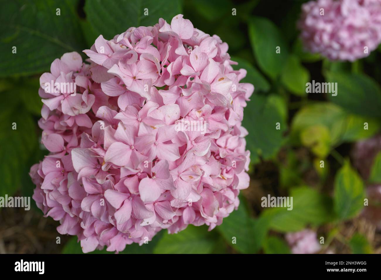 Hydrangea garden large hi-res stock photography and images - Alamy