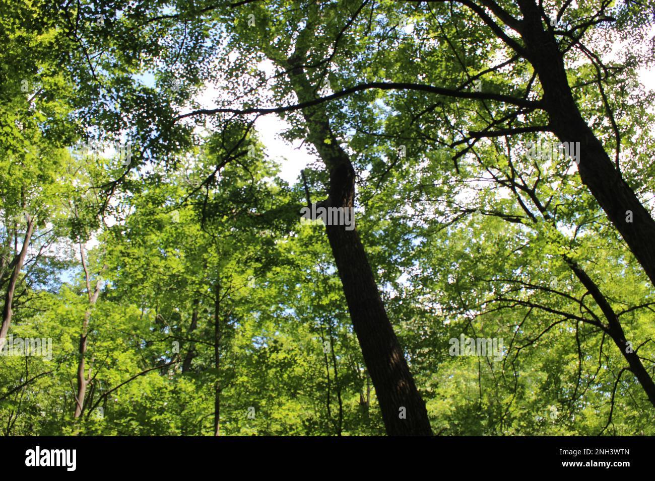 Tree's in skyline Stock Photo - Alamy