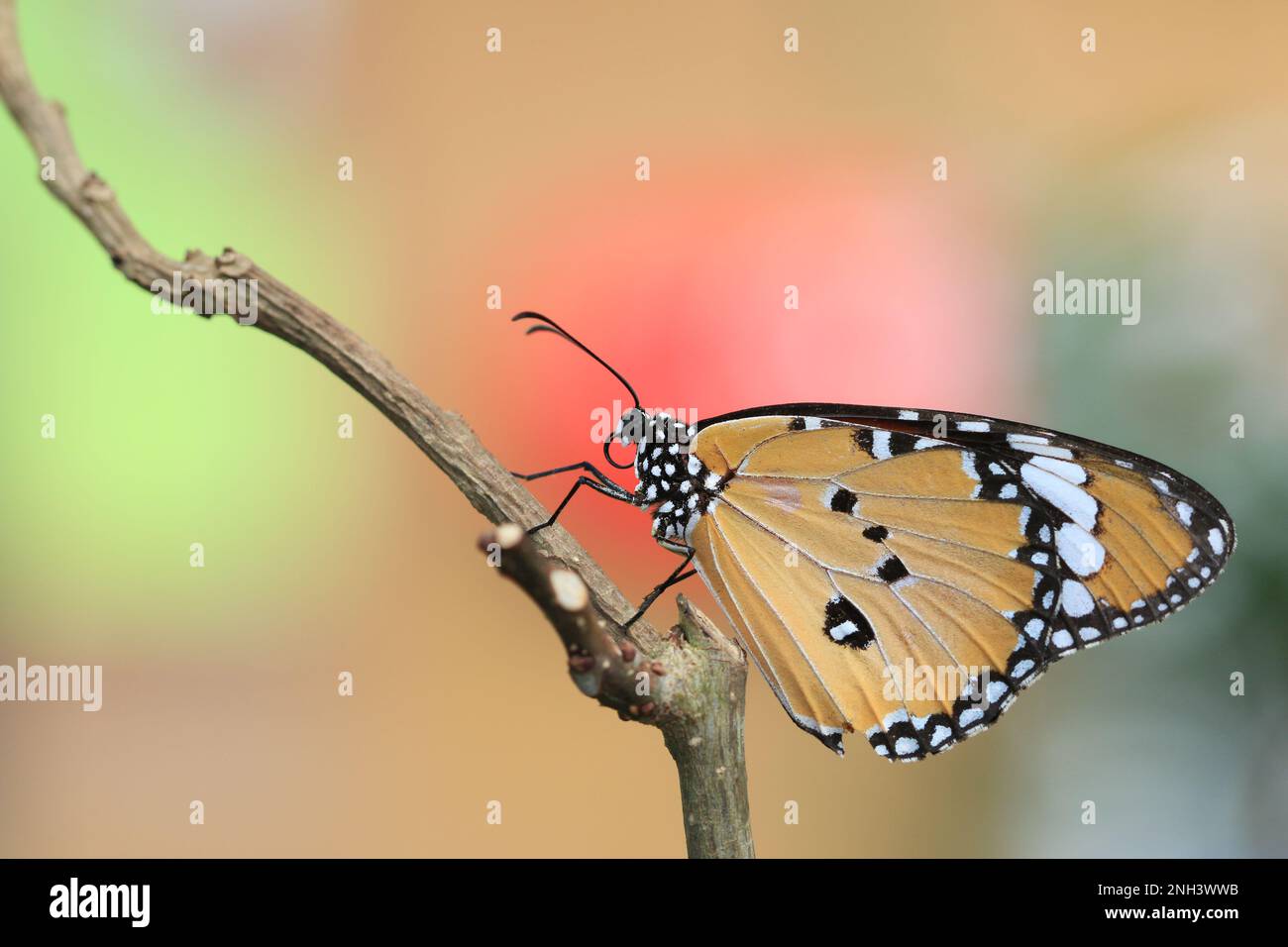 Indian monarch hi-res stock photography and images - Alamy