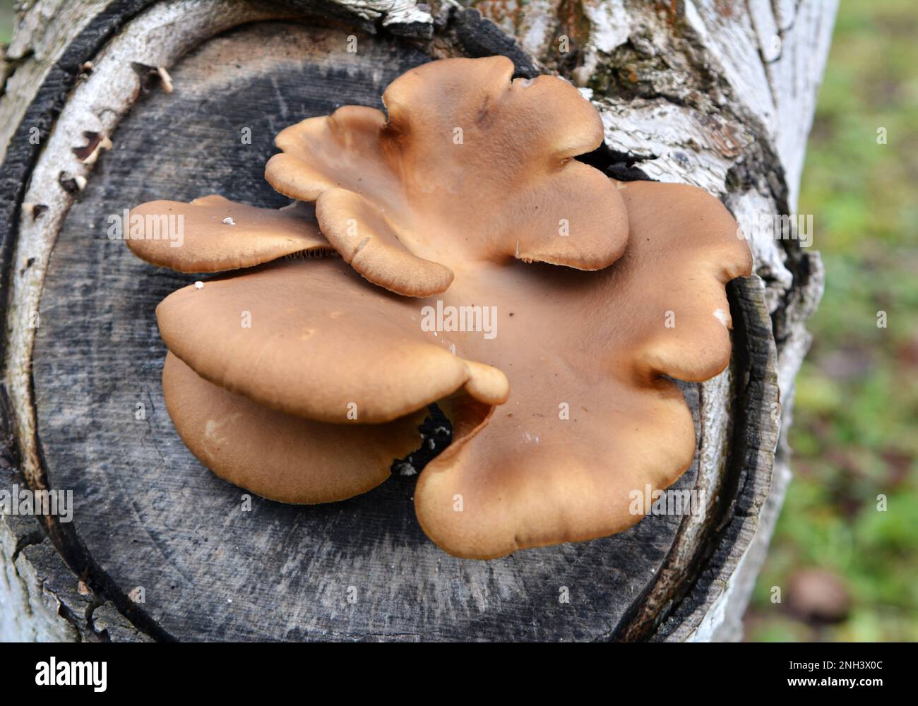 In the wild, oyster mushroom (Pleurotus ostreatus) grow on tree trunks Stock Photo - Alamy