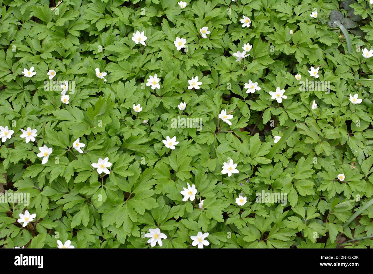 In the wildlife of the forest bloom early spring perennial plant ...