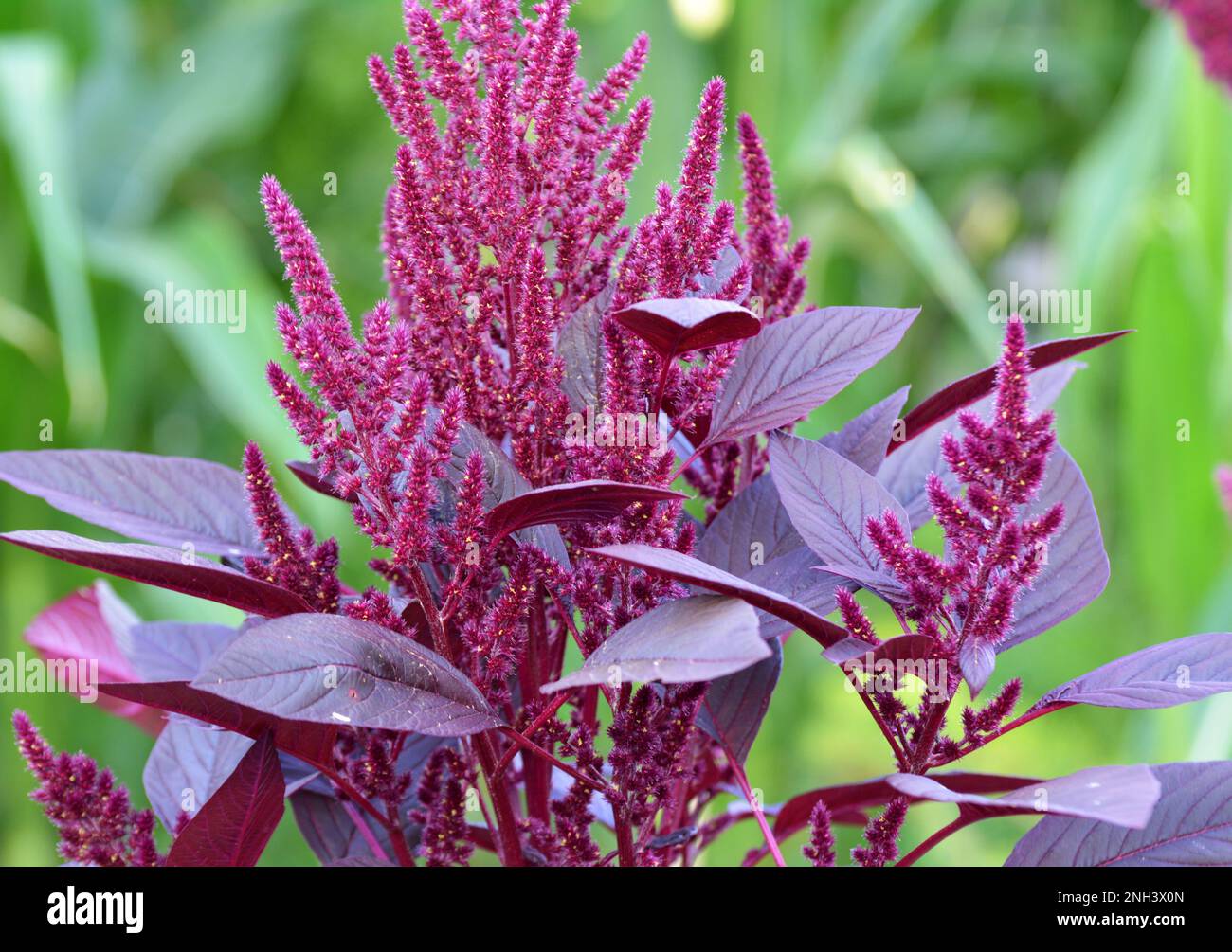 Purple grain amaranth hi-res stock photography and images - Alamy
