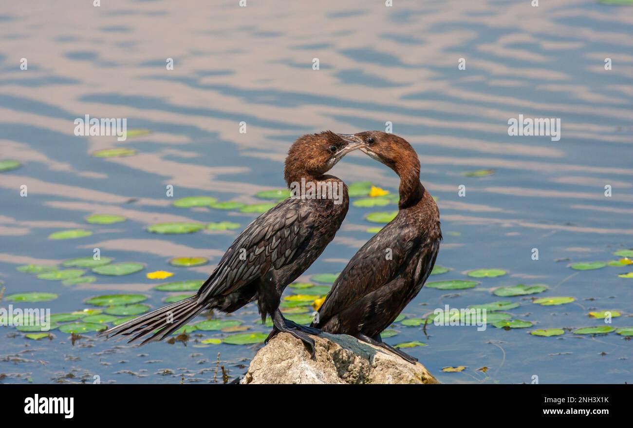 bird watching around on the stone, Pygmy Cormorant, Microcarbo pygmaeus ...