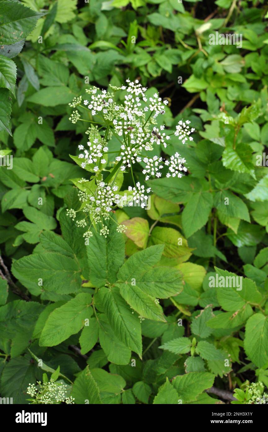 Gout weed hi-res stock photography and images - Alamy
