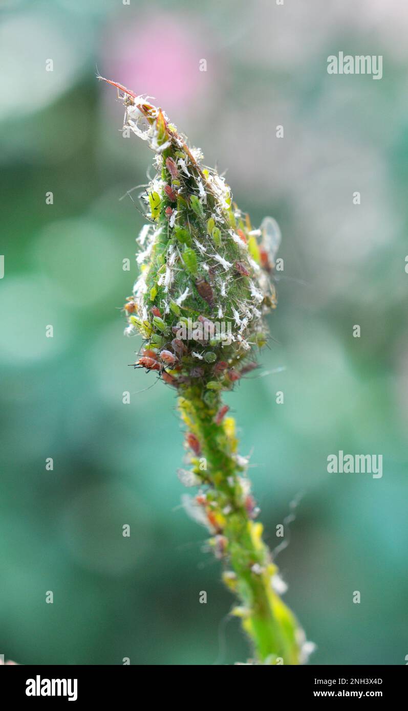 On the rose aphids (macrosiphum rosae) - herbivorous pests Stock Photo ...