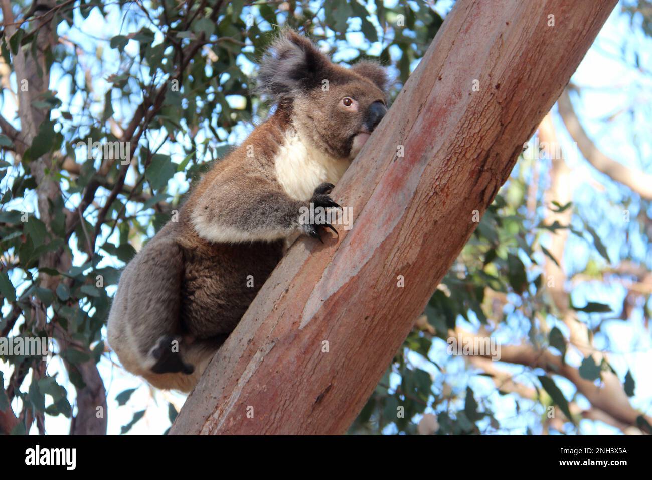 wild koala at kangaroo island (australia Stock Photo - Alamy