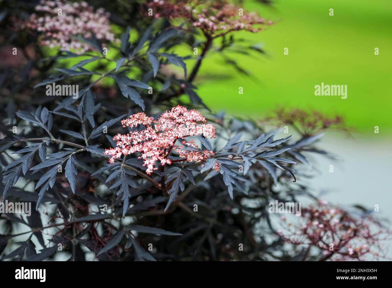 Sambucus nigra is a species complex of flowering plants in the family ...