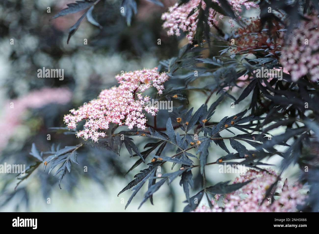 Sambucus nigra is a species complex of flowering plants in the family ...