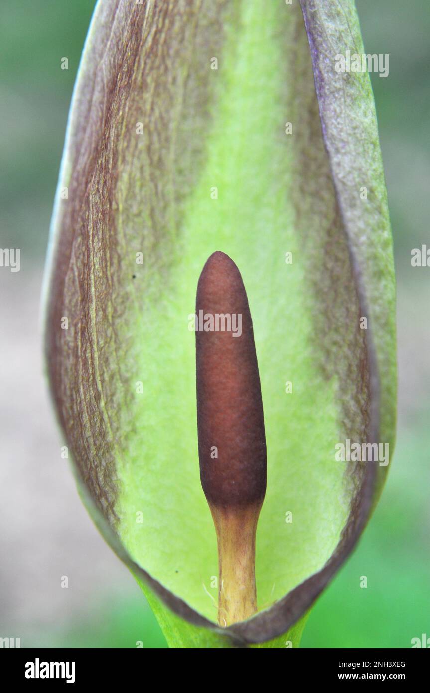 Arum besserianum in spring blooms in the wild in the forest Stock Photo ...