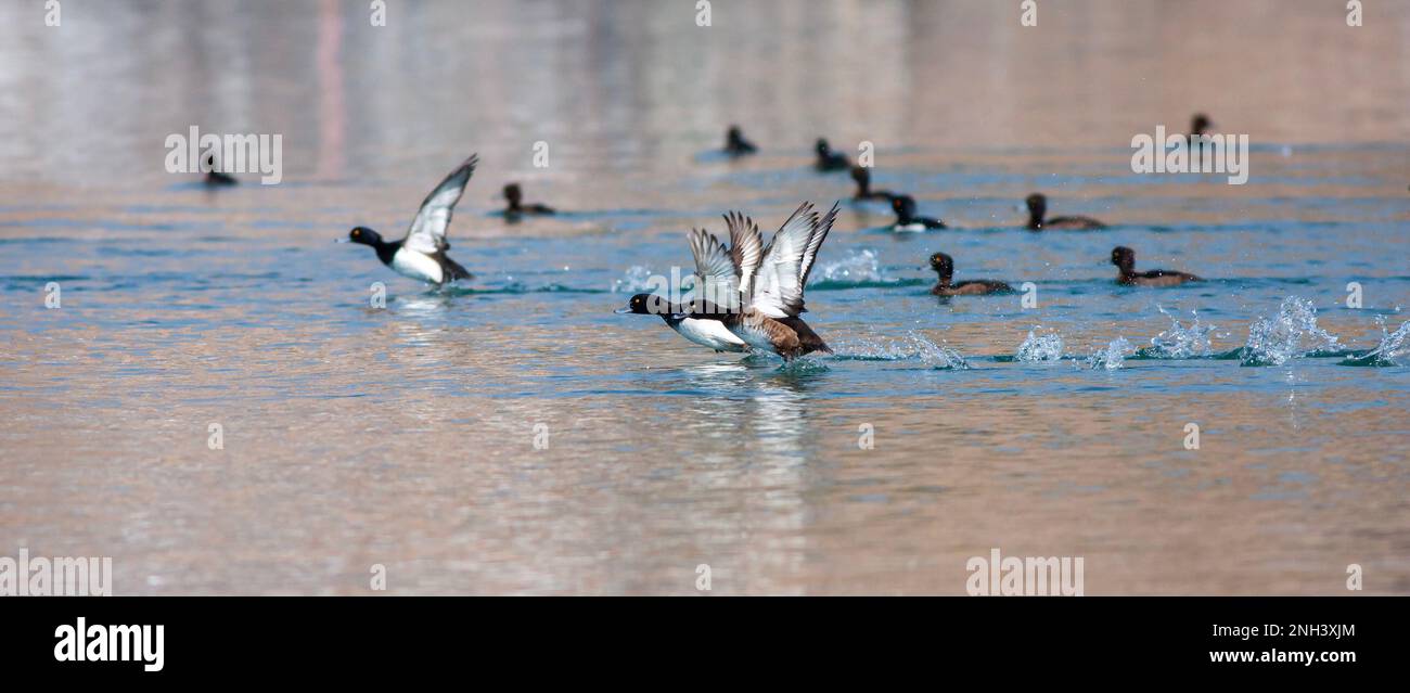 waterfowl in motion in the water, Tufted Duck, Aythya fuligula Stock ...