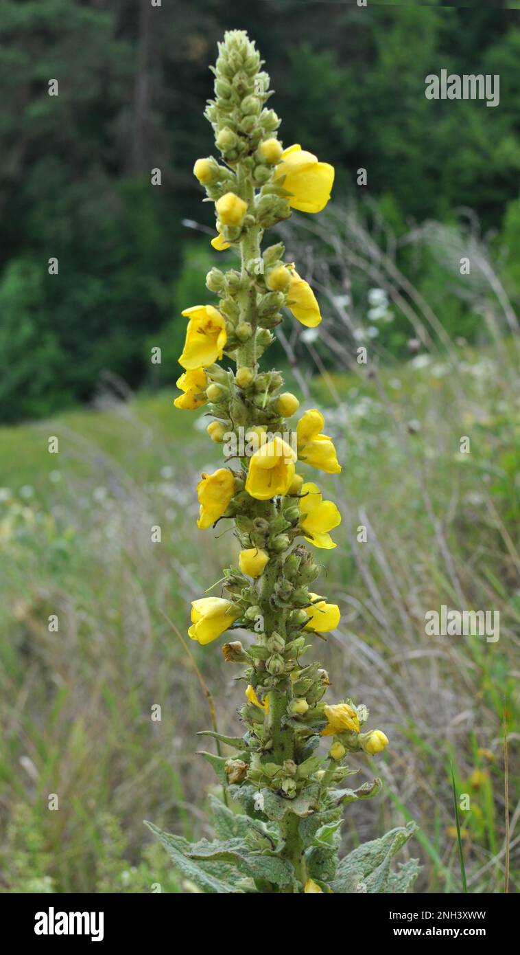 In the summer, mullein (Verbascum) blooms in the wild Stock Photo - Alamy