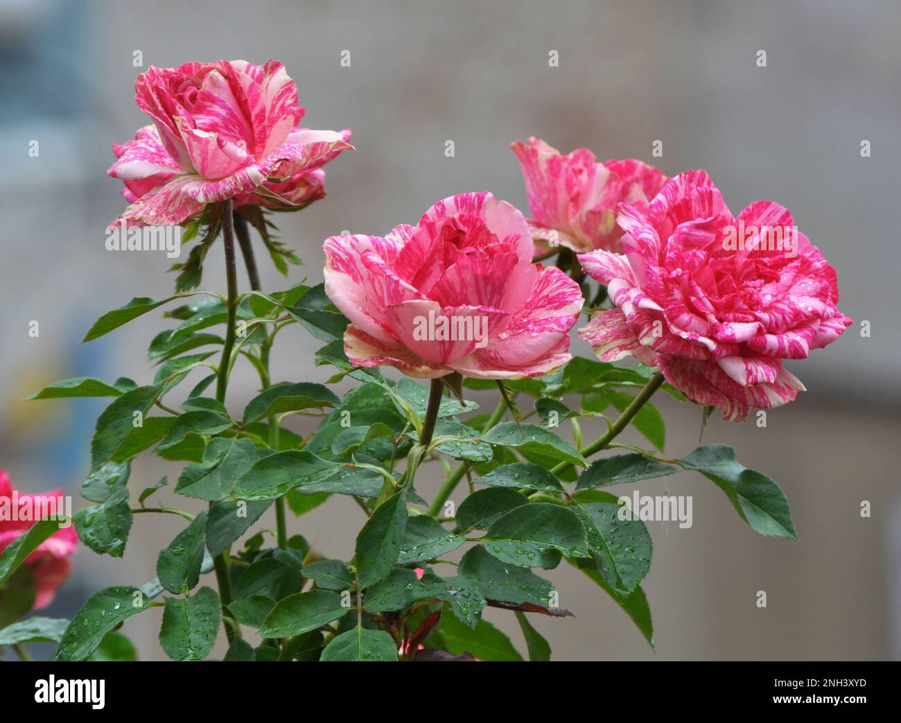 White roses in flowerbed hi-res stock photography and images - Alamy
