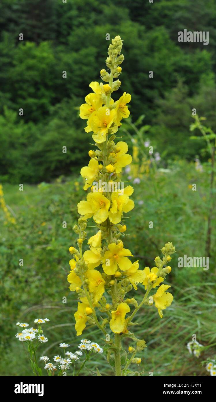 In the summer, mullein (Verbascum) blooms in the wild Stock Photo - Alamy