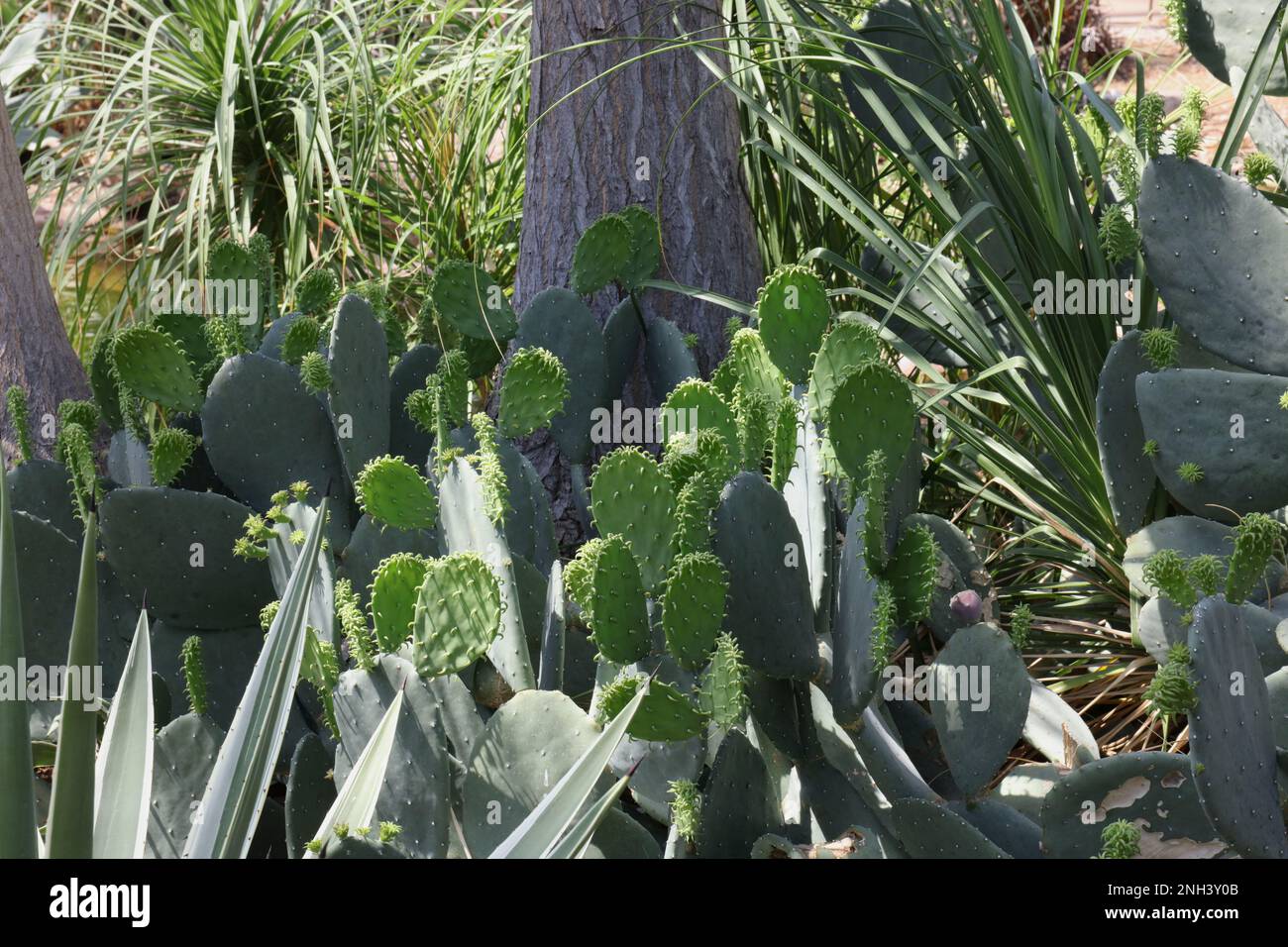 A sprawling green Prickly Pear cactus growing new leaf pads among trees ...