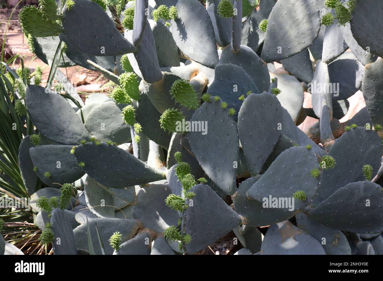 A sprawling green Prickly Pear cactus growing new leaf pads in the ...