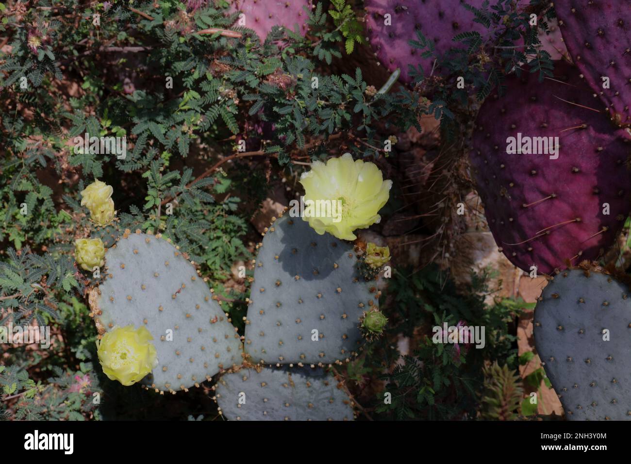 A purple and green Prickly Pear cactus with yellow flowers and buds ...